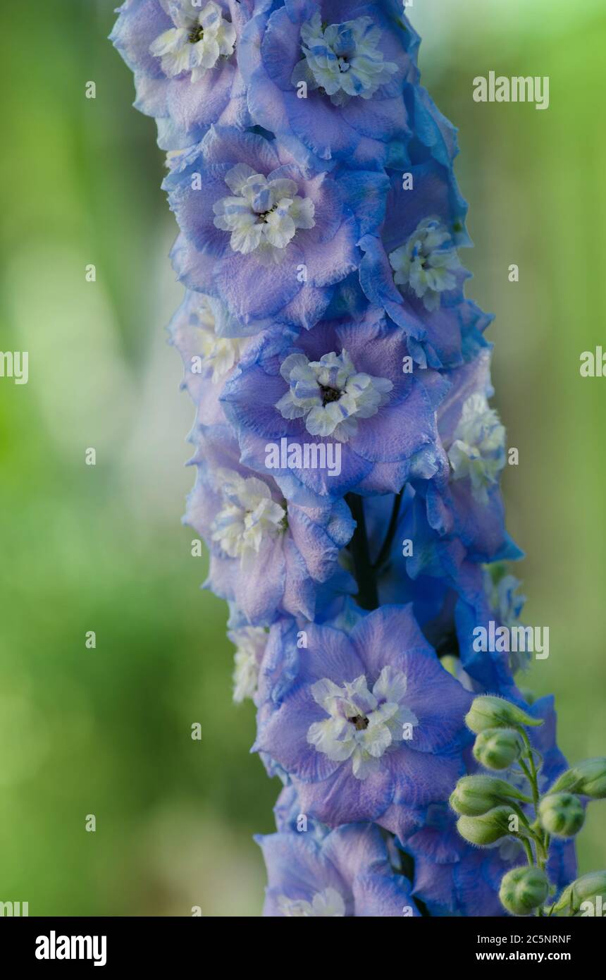 Delphinium Pacific Giants in the garden. Double flower delphinium Stock ...