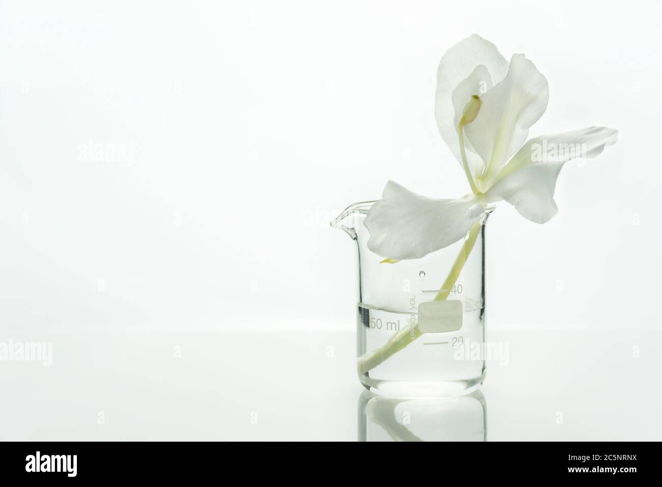 glass science beaker with water and white soft natural flower for ...