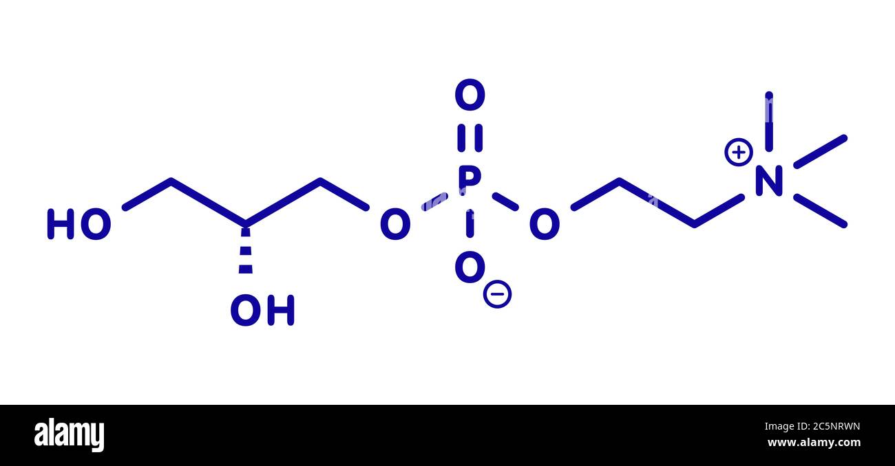 Alpha-GPC (L-Alpha glycerylphosphorylcholine, choline alfoscerate ...