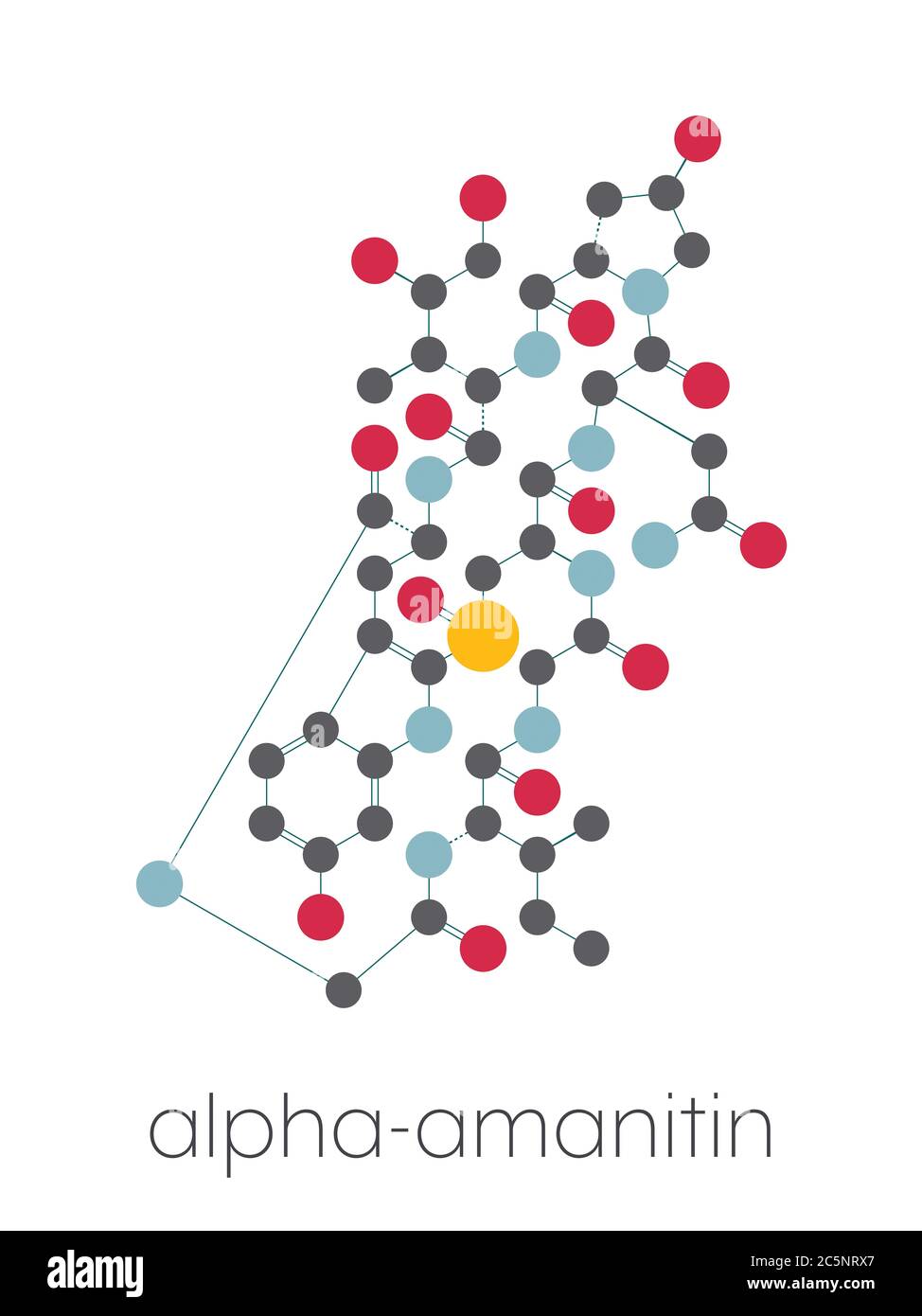 Alpha-amanitin death cap toxin molecule. Present in many Amanita ...
