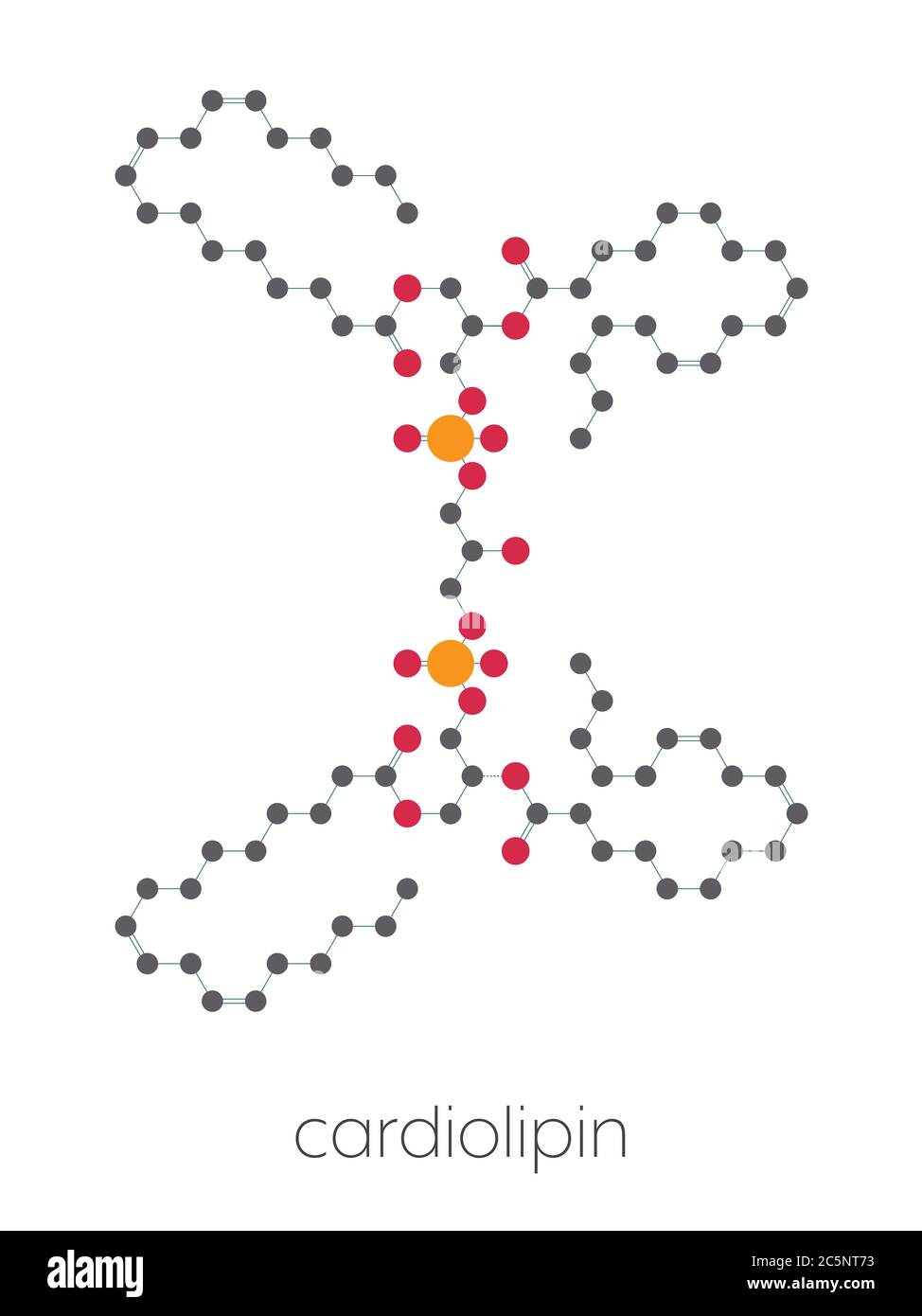 Cardiolipin (tetralinoleoyl cardiolipin) molecule. Important component ...