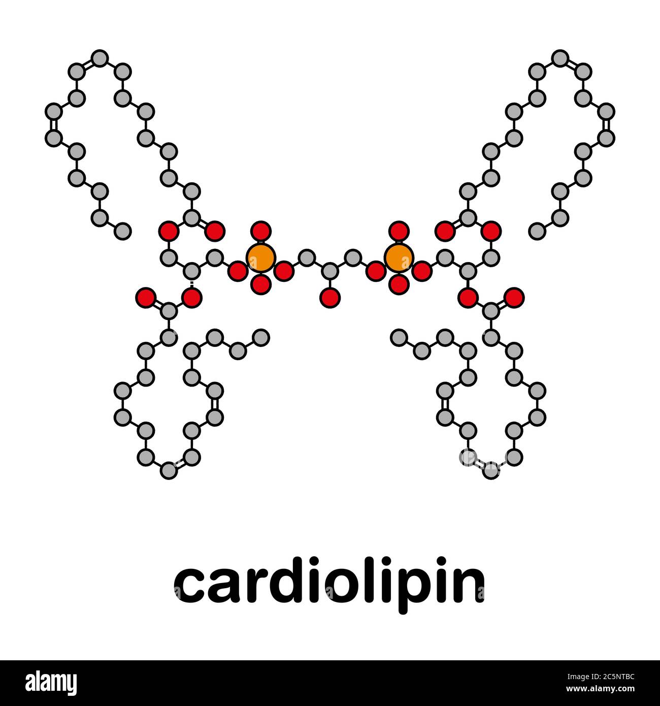 Cardiolipin (tetralinoleoyl cardiolipin) molecule. Important component ...