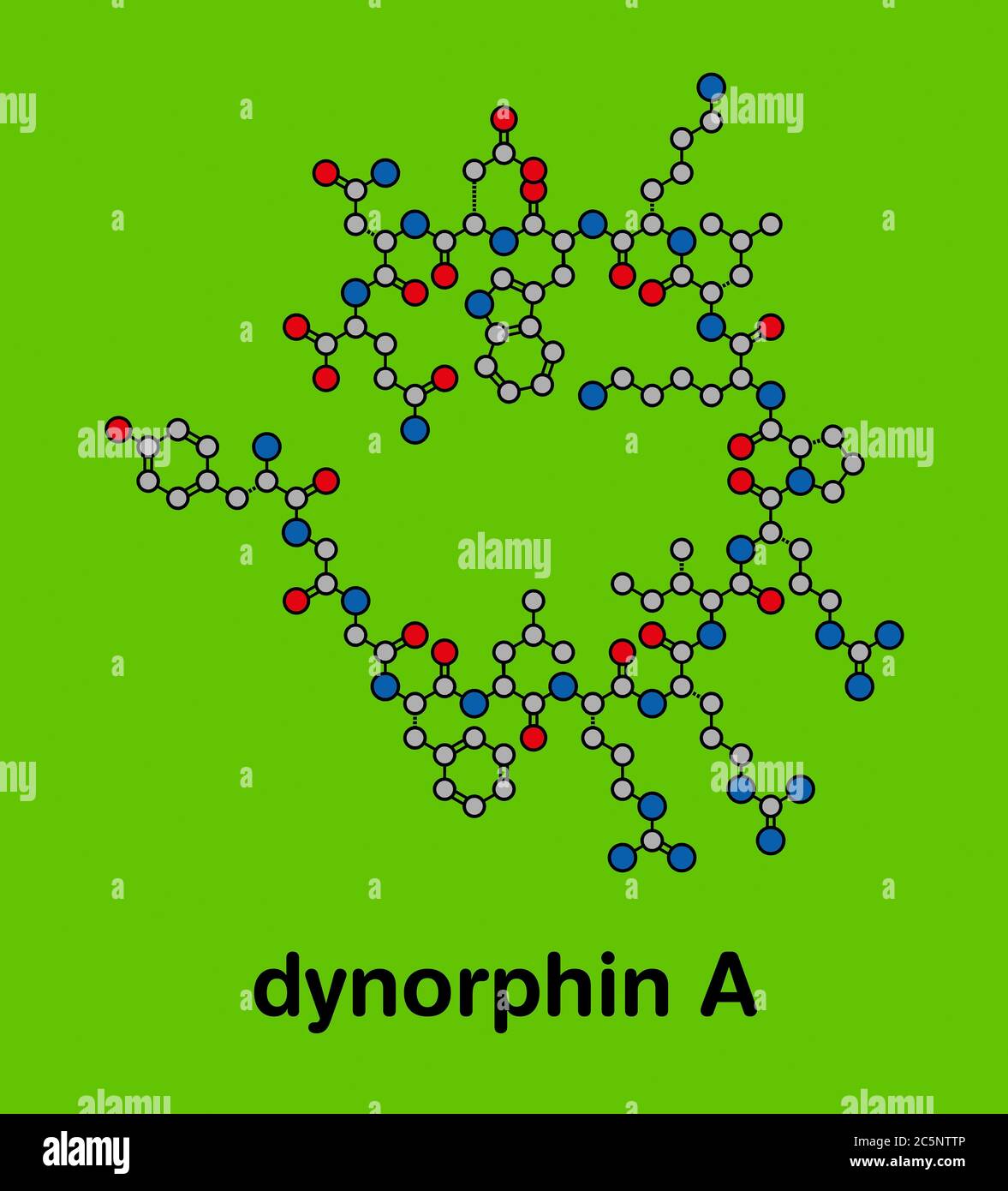 Dynorphin a endogenous opioid peptide molecule. Stylized skeletal ...