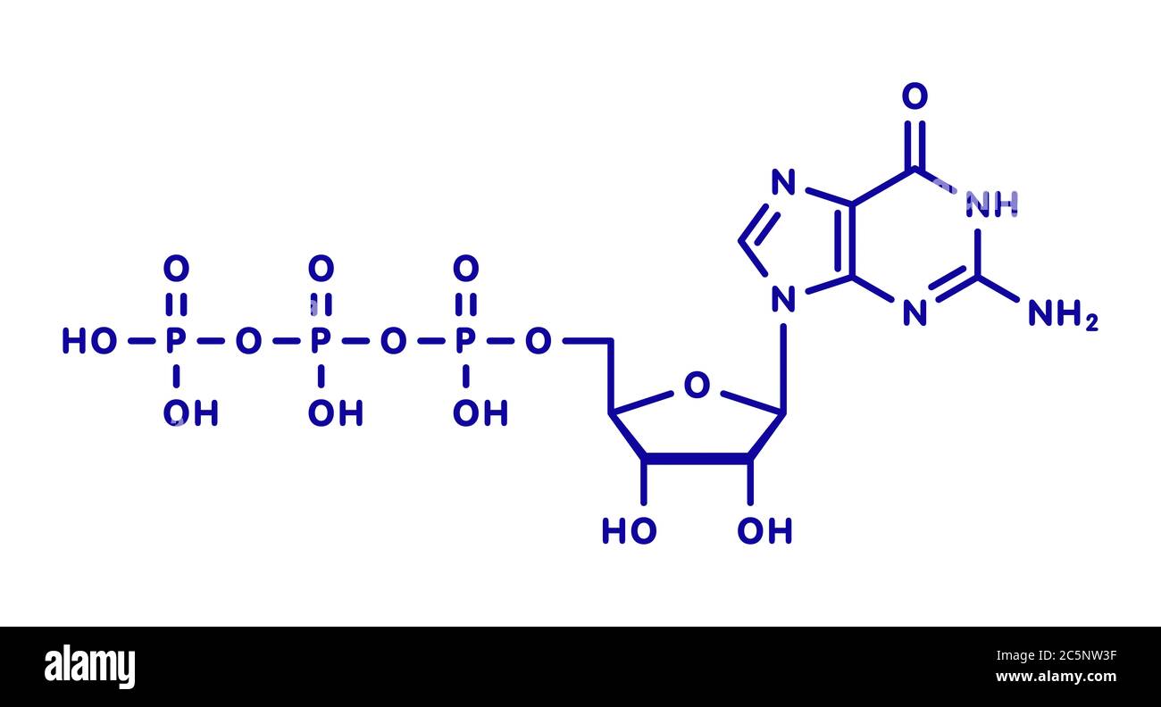 Guanosine triphosphate (GTP) RNA building block molecule. Also used as ...