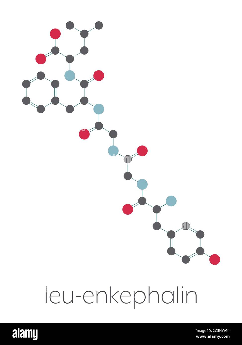 Leu-enkephalin endogenous opioid peptide molecule. Stylized skeletal ...