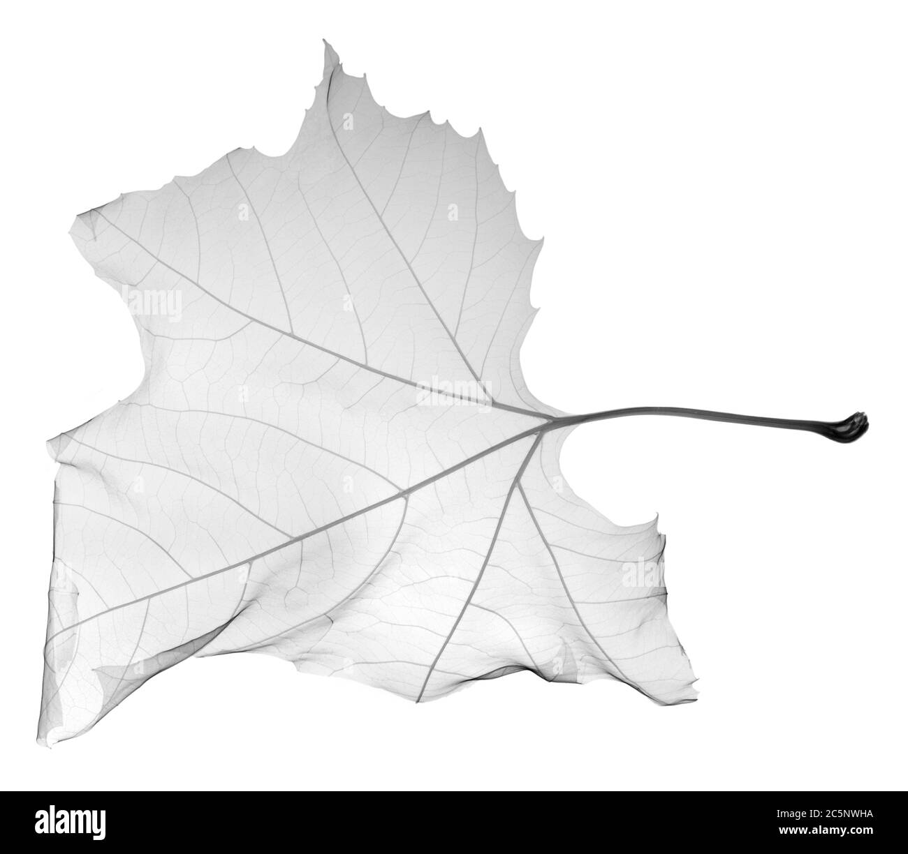 Acer leaf hi-res stock photography and images - Alamy