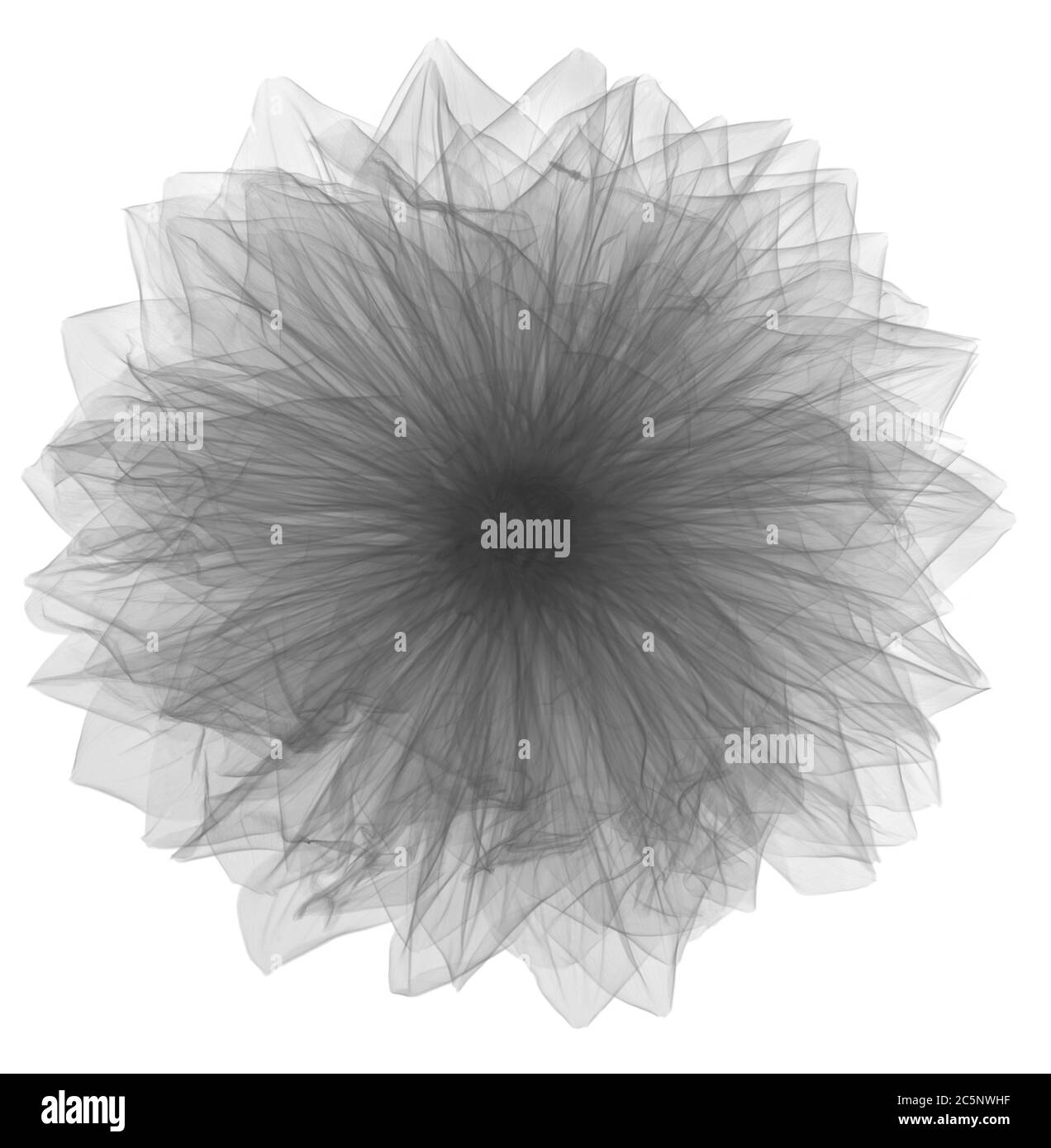 X Ray Flower High Resolution Stock Photography and Images - Alamy