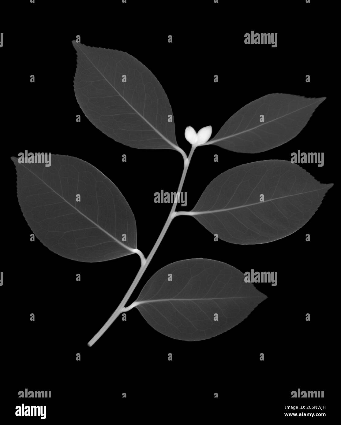 Sprig of leaves, X-ray Stock Photo - Alamy