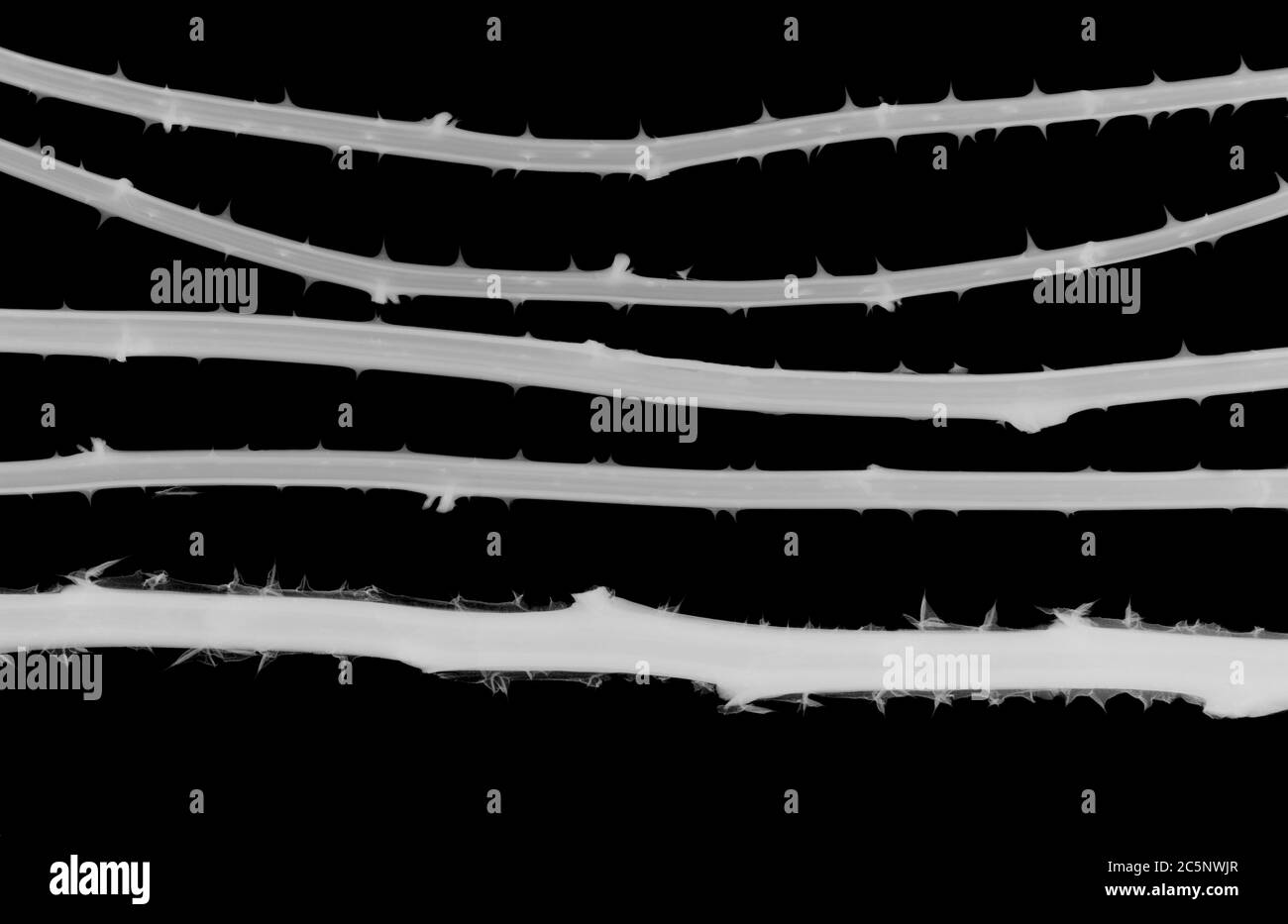 Five horizontal plant stems with thorns, X-ray Stock Photo - Alamy