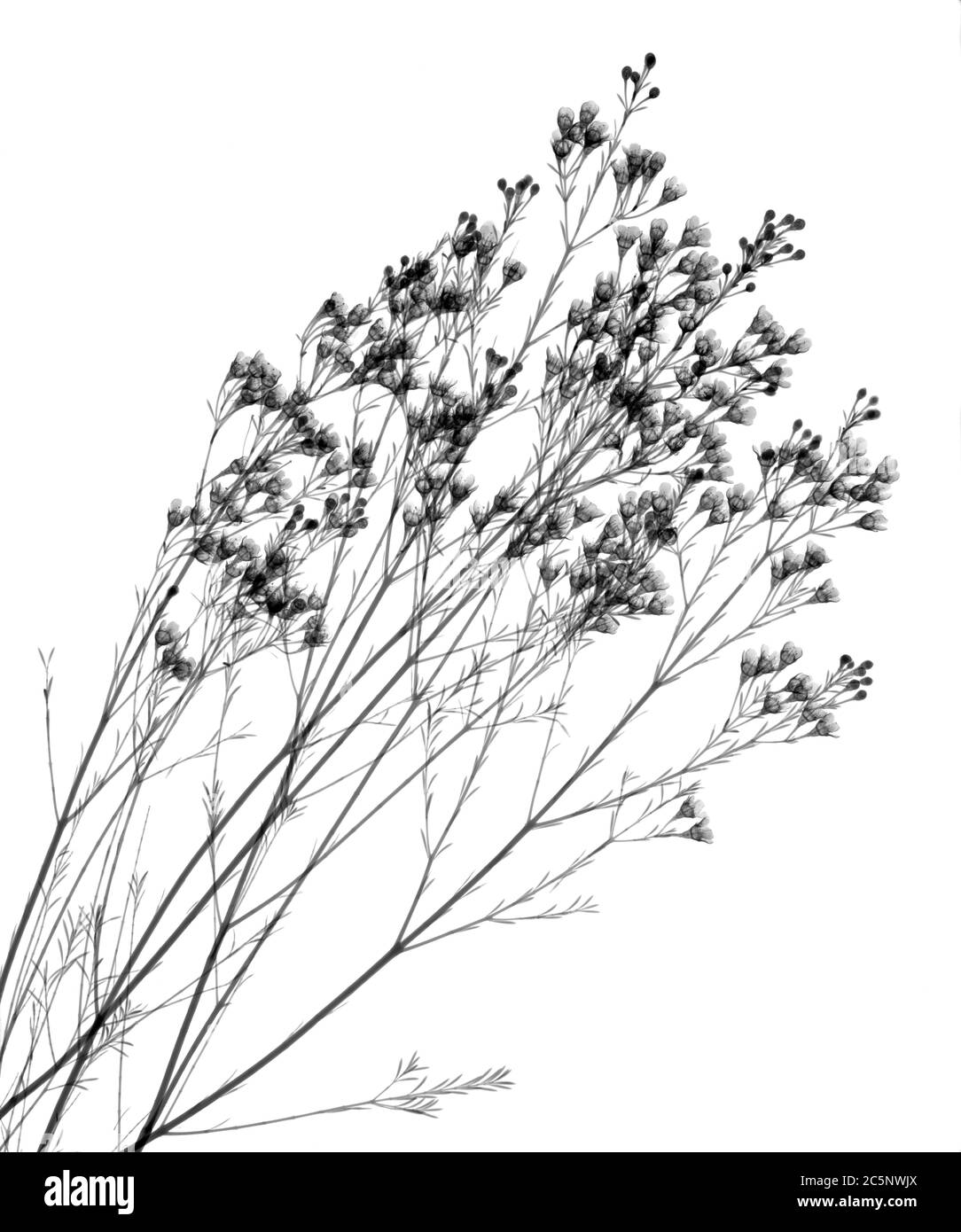 Chamelaucium hi-res stock photography and images - Alamy