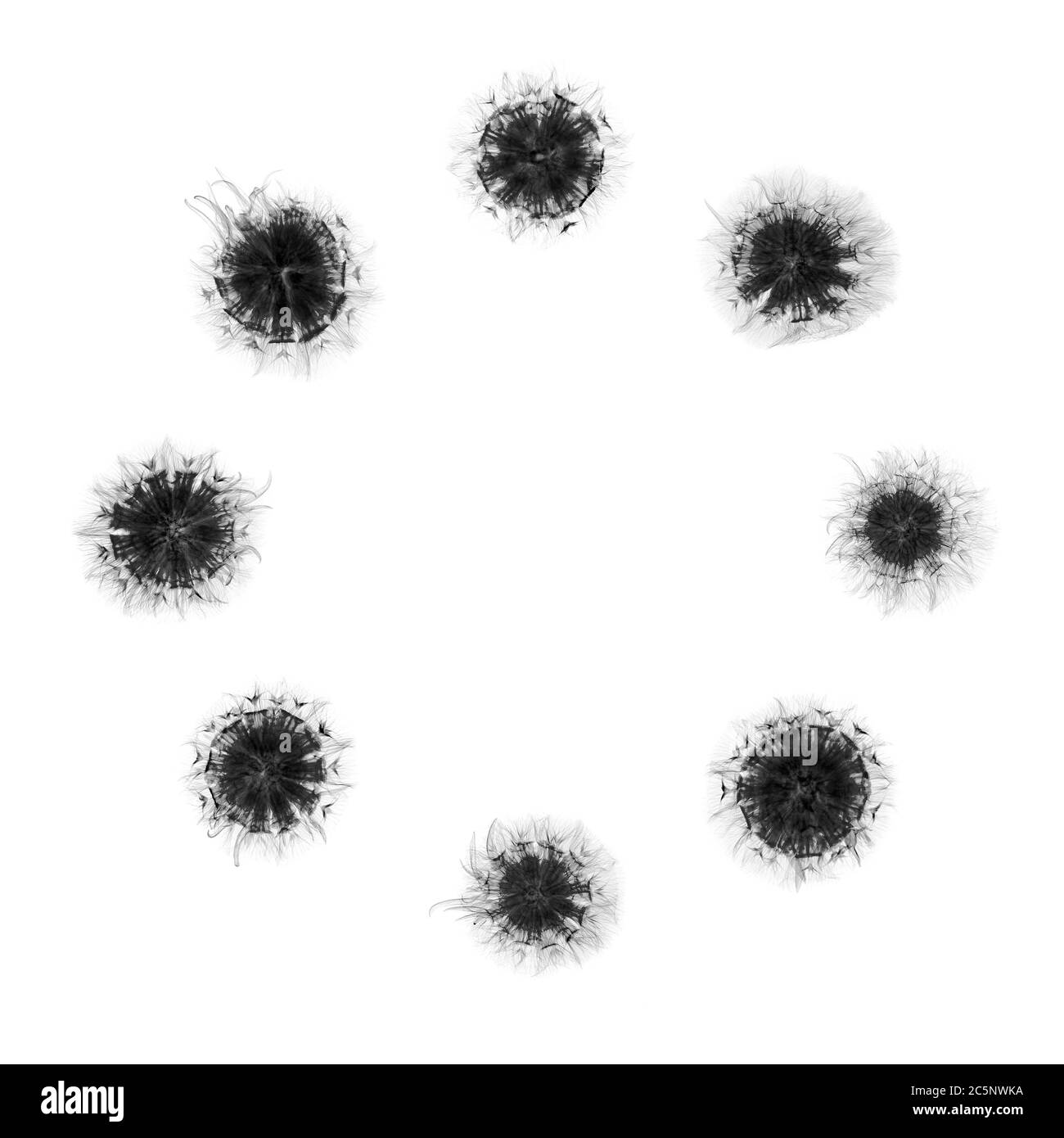 A white flower plant the flowers Cut Out Stock Images & Pictures - Alamy