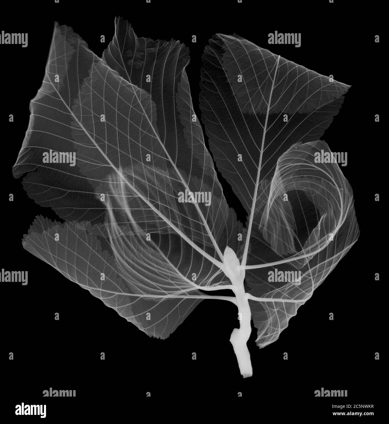 Horse chestnut leaves (Aesculus hippocastanum), X-ray Stock Photo - Alamy