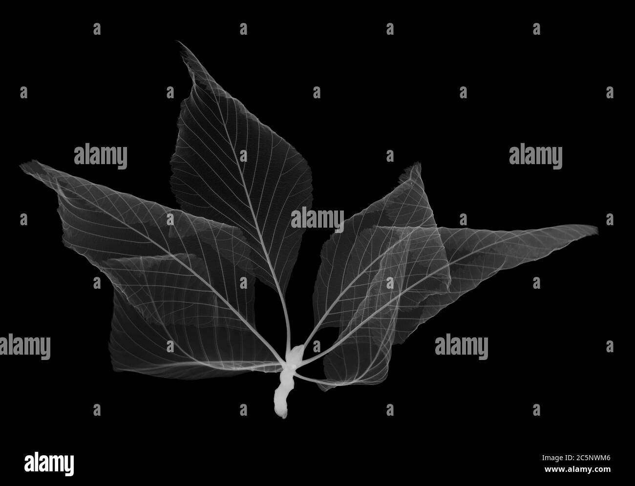Horse chestnut leaves (Aesculus hippocastanum), X-ray Stock Photo - Alamy