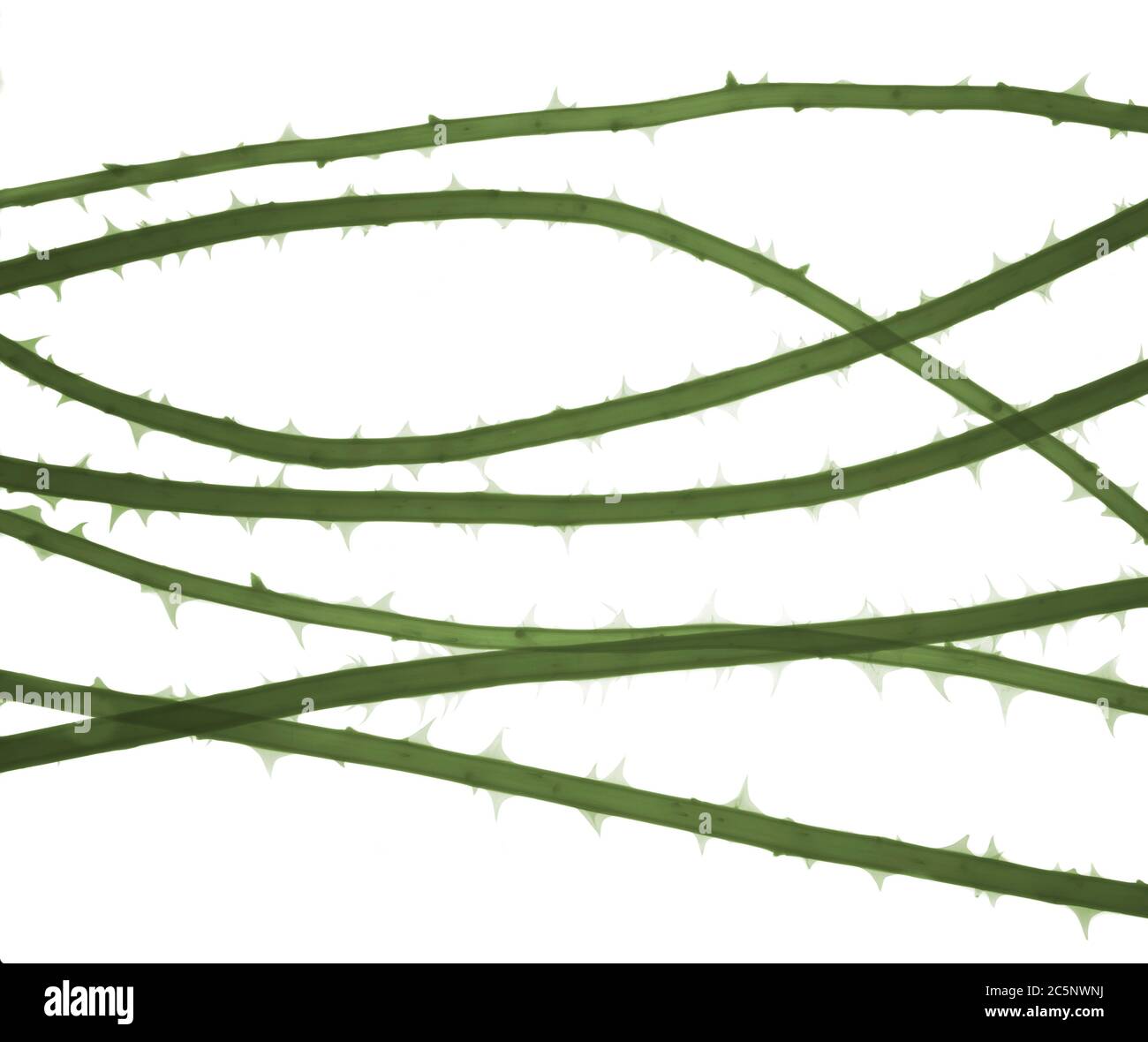 Rose with thorns hi-res stock photography and images - Alamy
