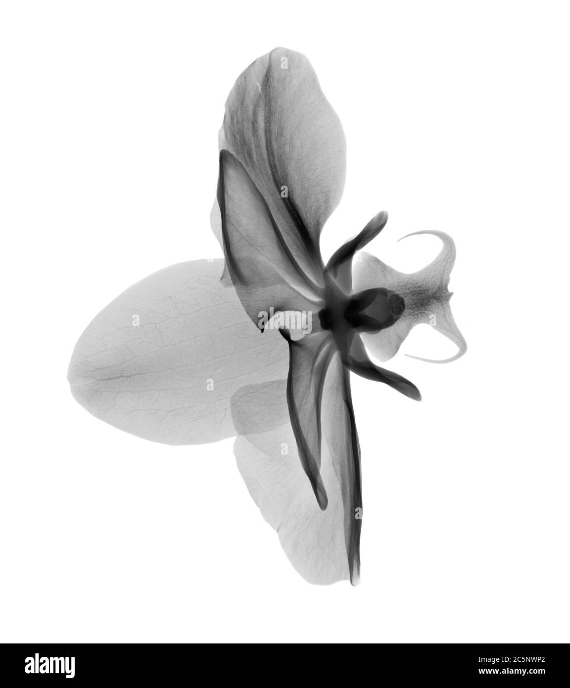 Orchid flower nature Cut Out Stock Images & Pictures - Alamy