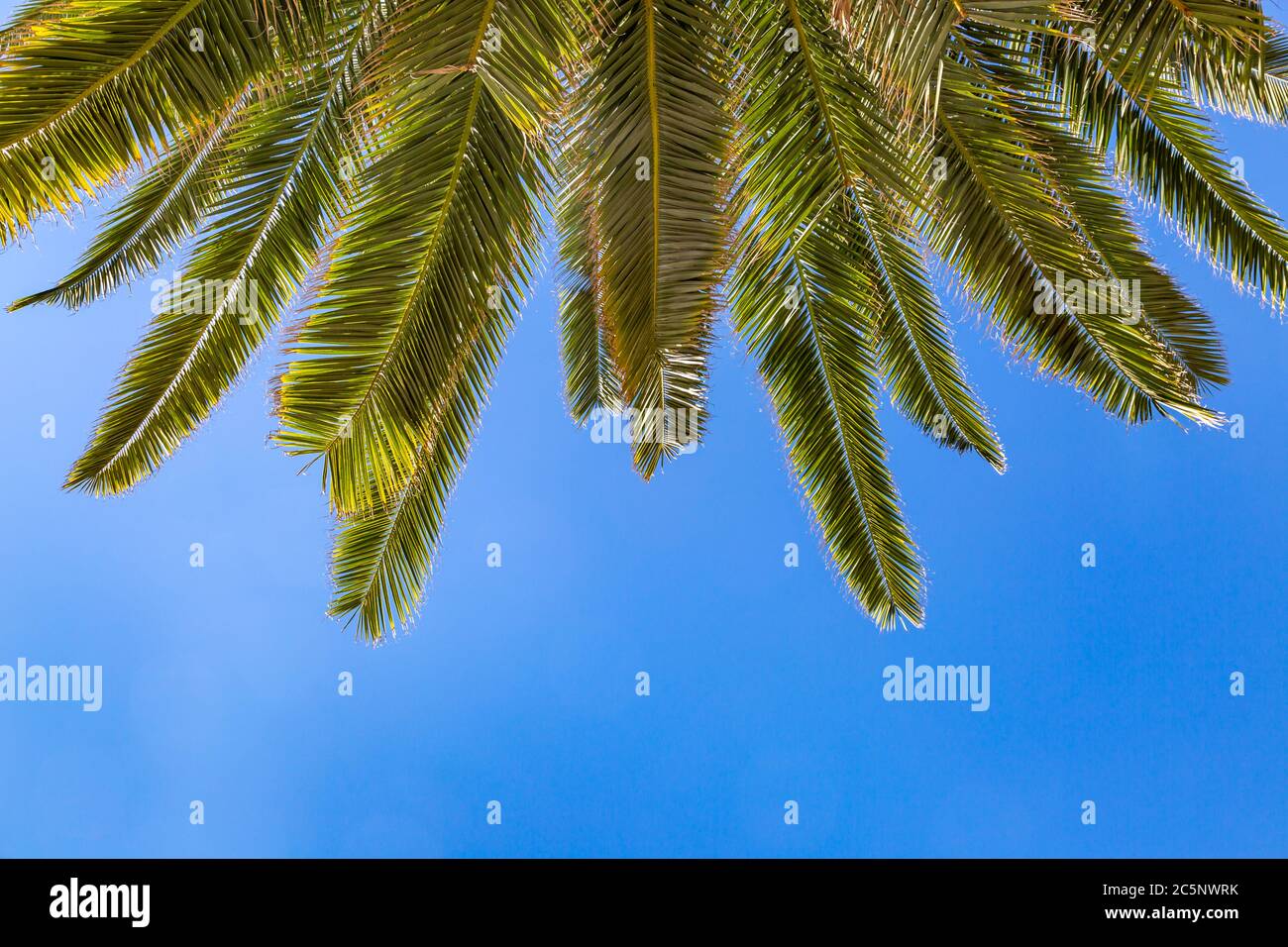 Leaf underneath view hi-res stock photography and images - Alamy