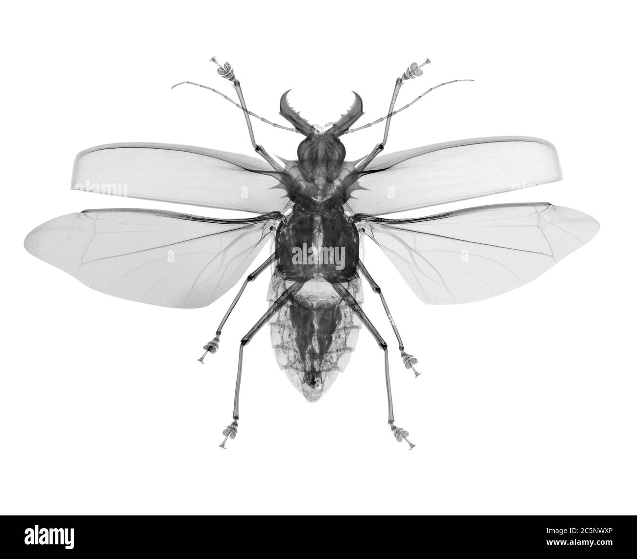 Insect radiography hi-res stock photography and images - Alamy