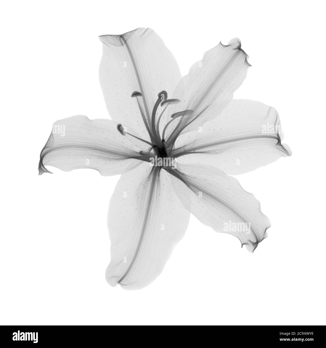 Lily he hi-res stock photography and images - Alamy