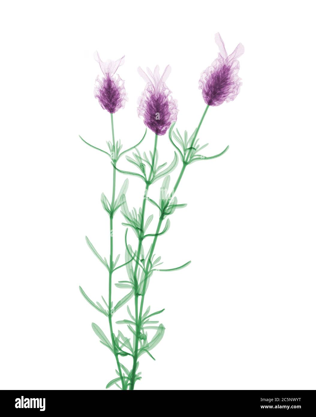 Lavender, coloured X-ray Stock Photo - Alamy
