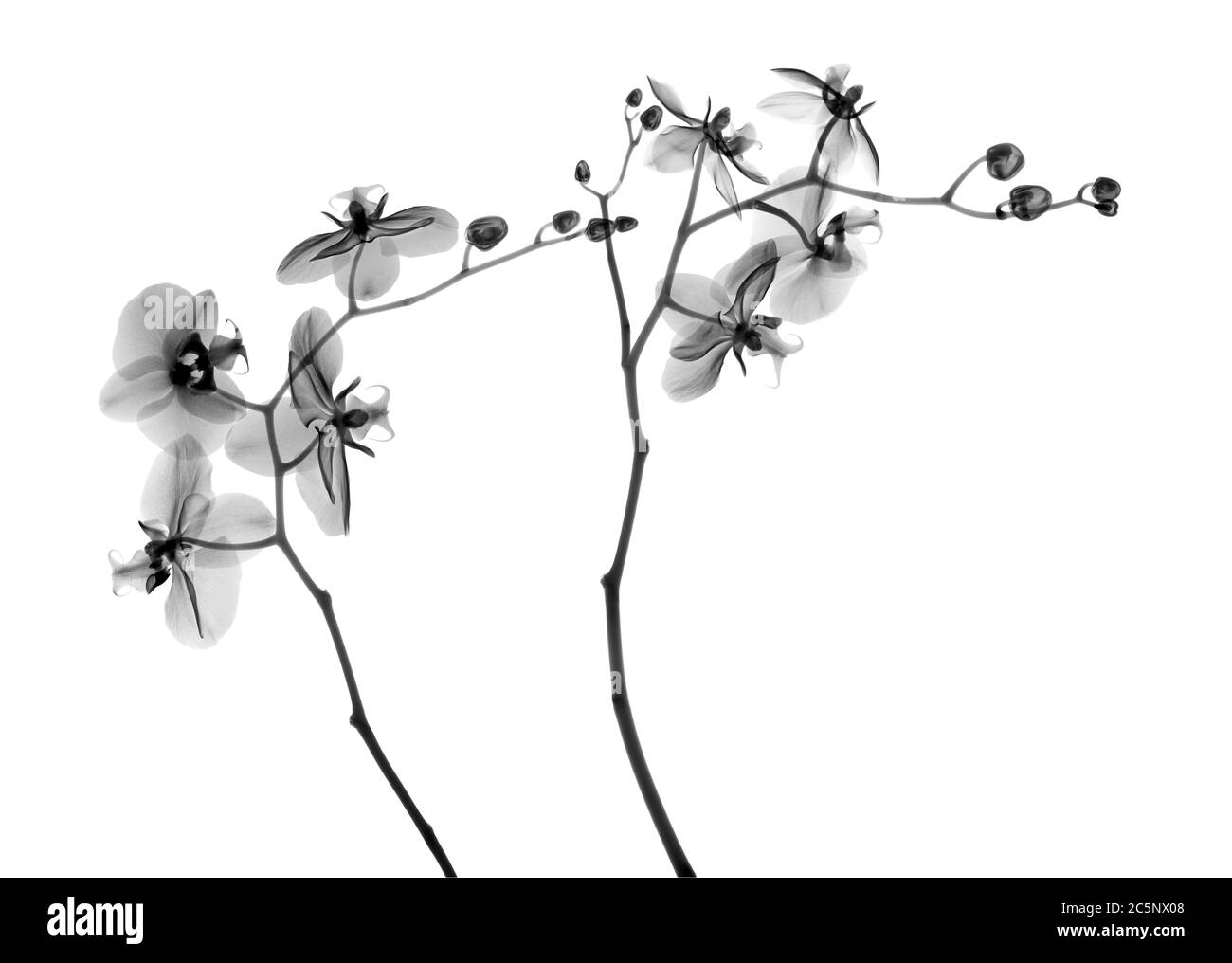 Rare orchid Black and White Stock Photos & Images - Alamy