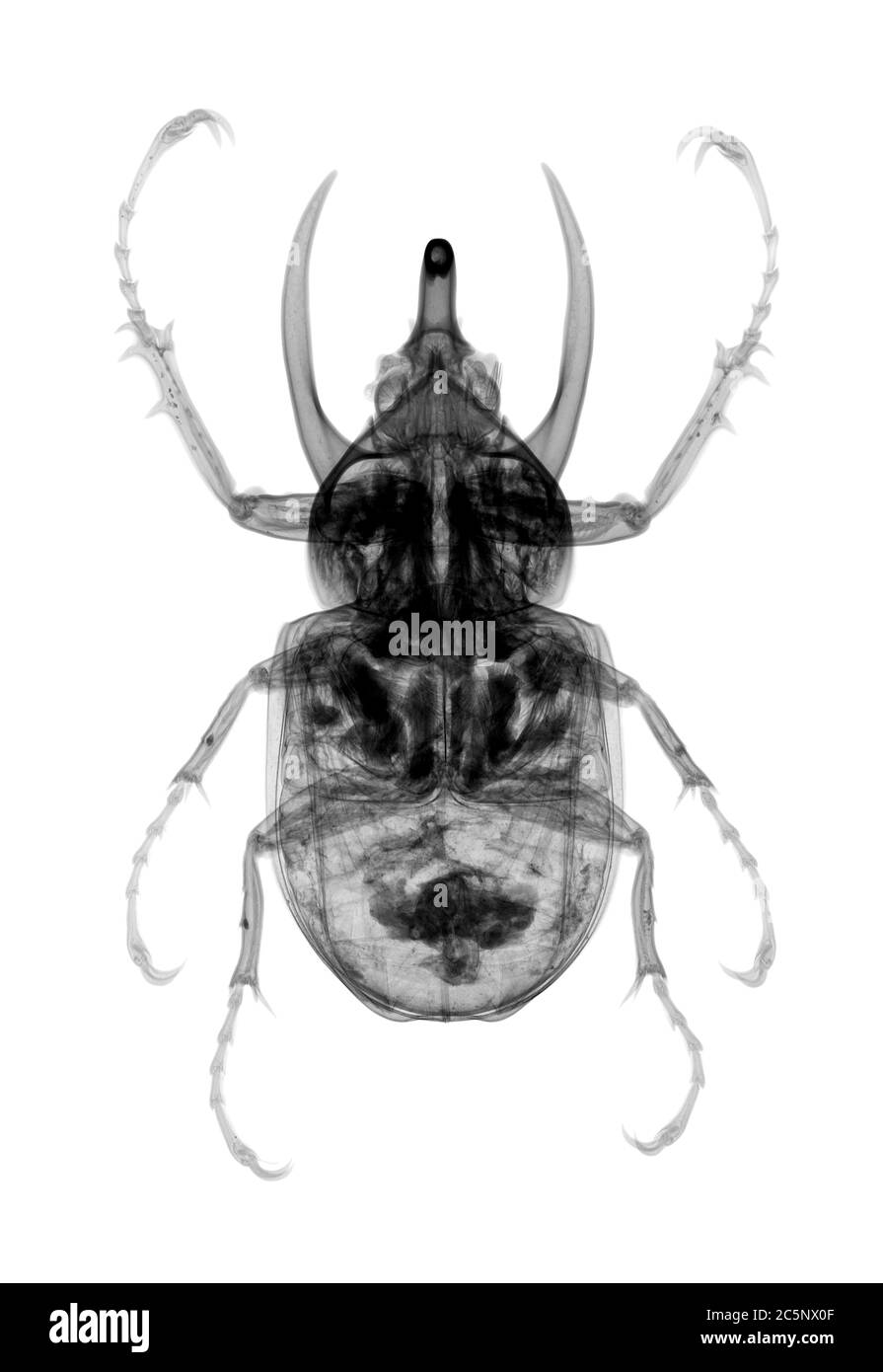 Atlas beetle hi-res stock photography and images - Alamy