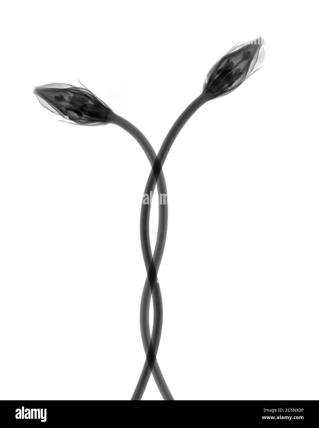 Two entwined Black and White Stock Photos & Images - Alamy