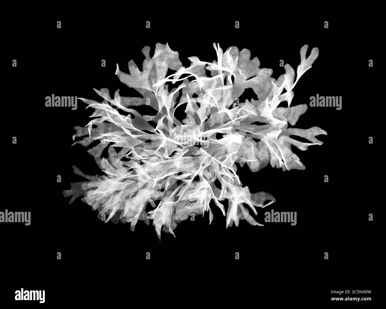 Seaweed cut out hi-res stock photography and images - Alamy