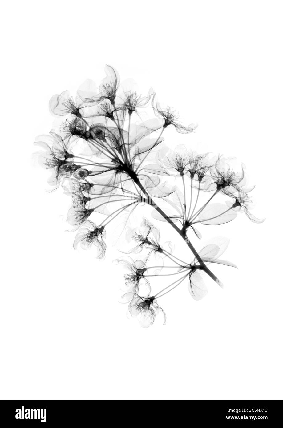 Apple blossom, X-ray Stock Photo - Alamy