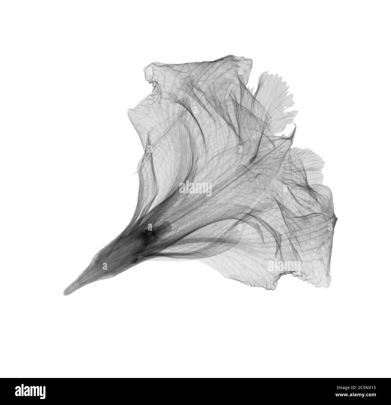 Dried dendrobium flower, X-ray Stock Photo - Alamy