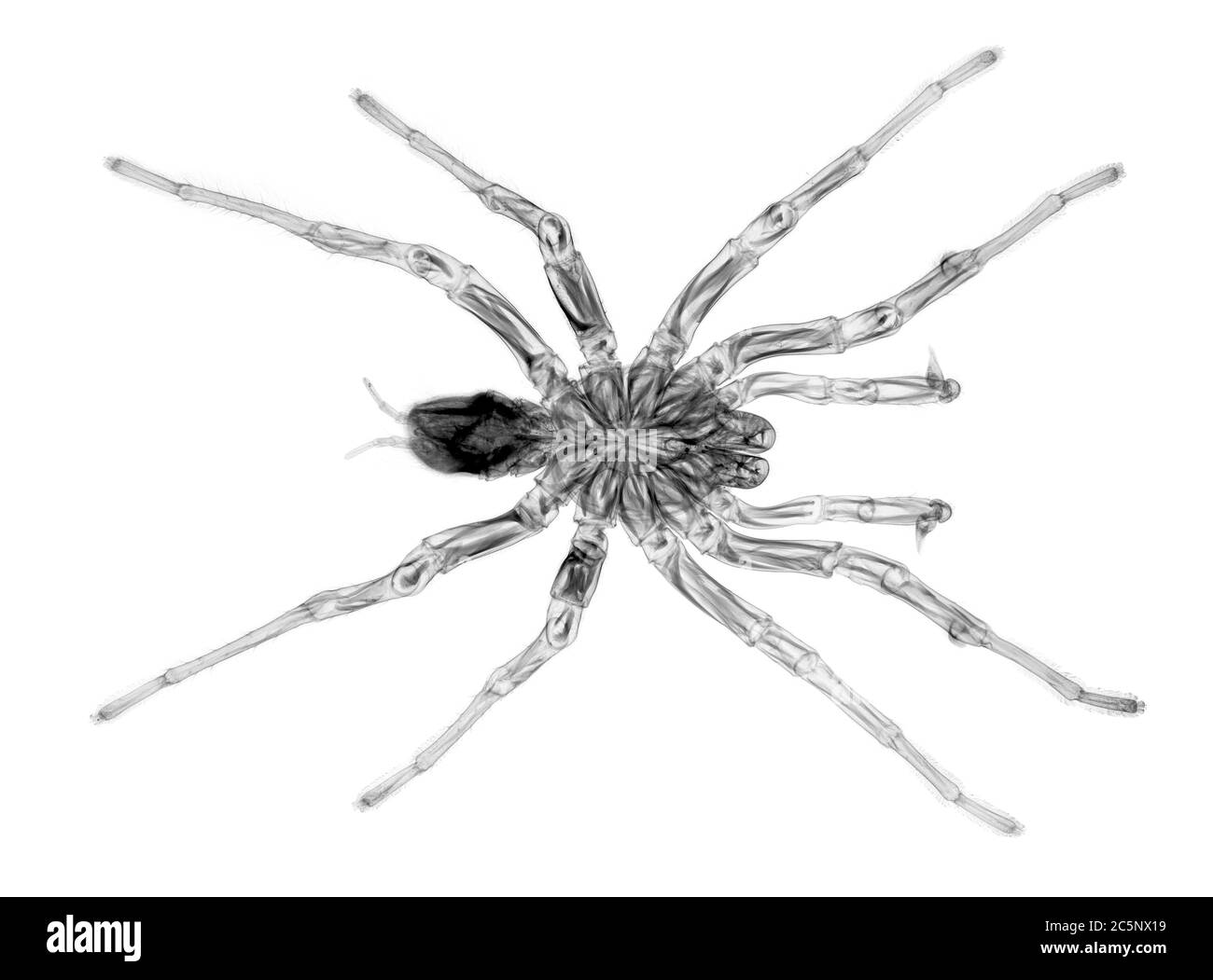 Pamphobeteus antinous Black and White Stock Photos & Images - Alamy