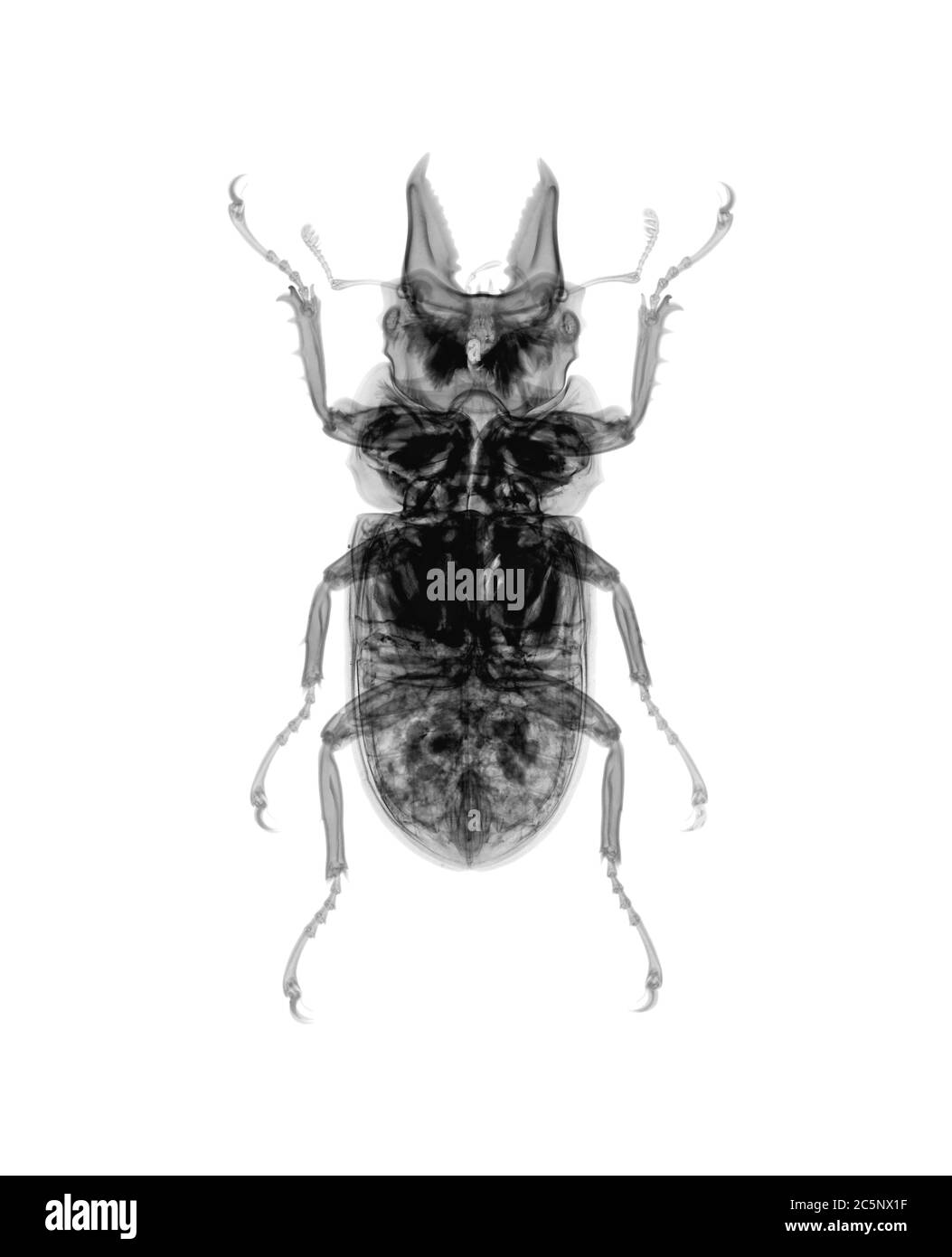 Beetle (Allotopus rosenbergi), X-ray Stock Photo - Alamy