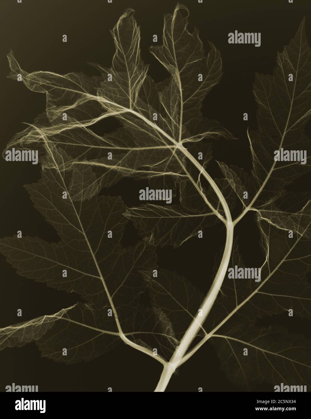 Plant leaf, coloured X-ray Stock Photo - Alamy