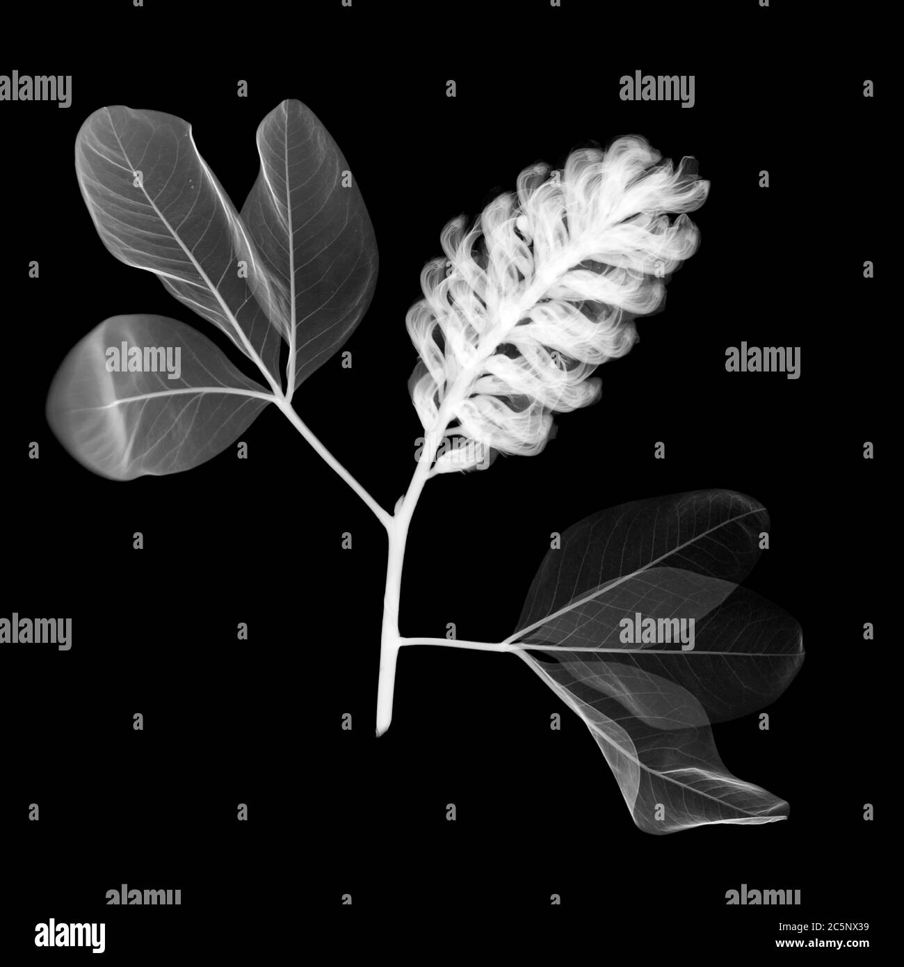 Pineapple plant flower tree hi-res stock photography and images - Alamy