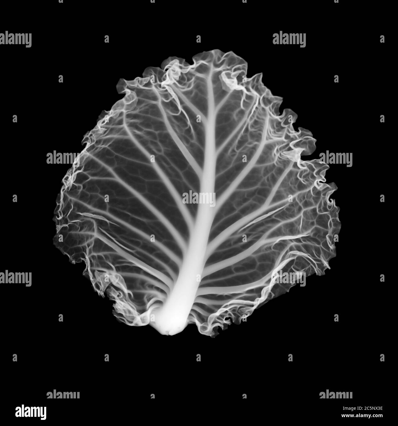 Cabbage leaf, X-ray Stock Photo - Alamy