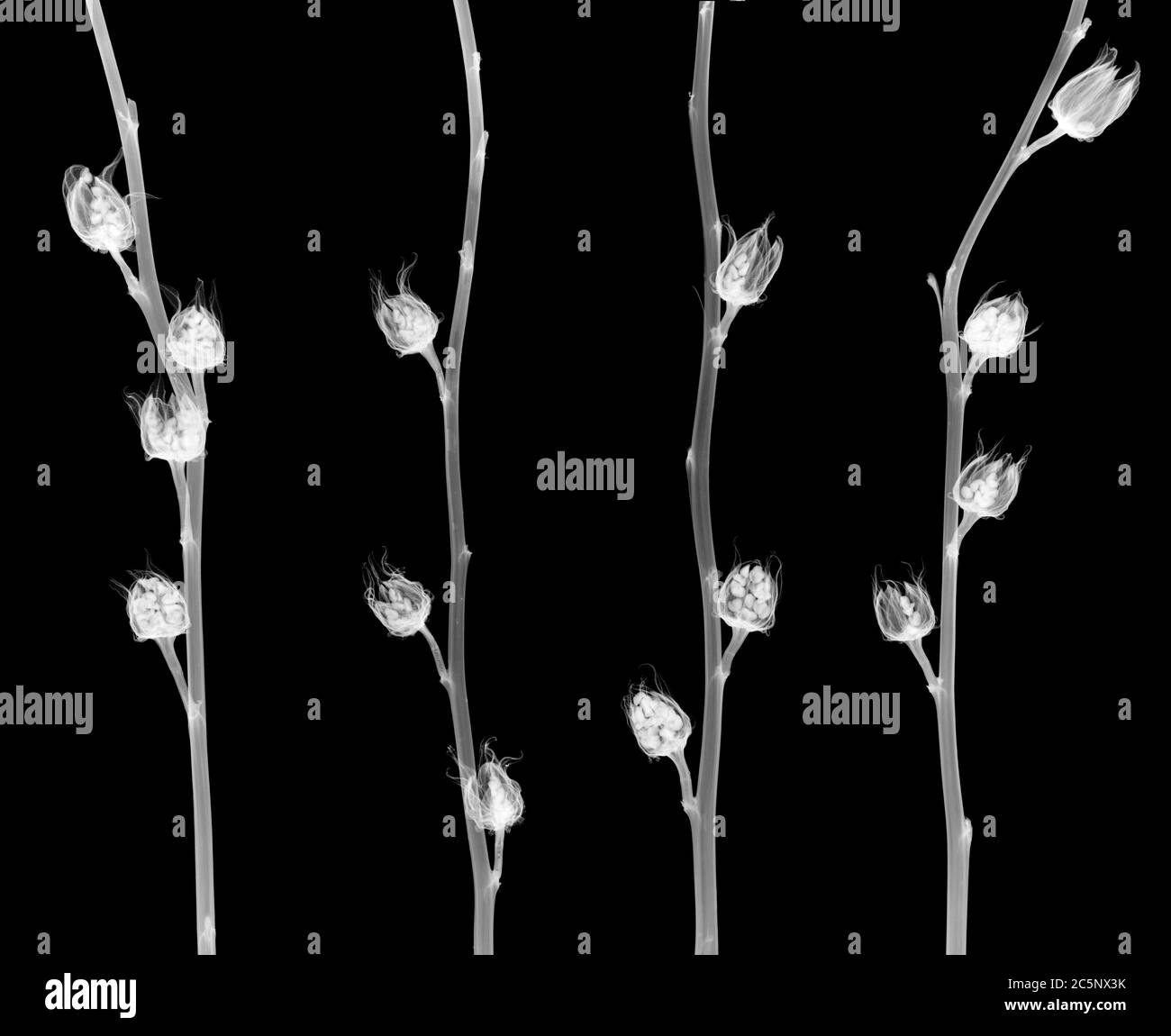 Dried physalis, X-ray Stock Photo - Alamy