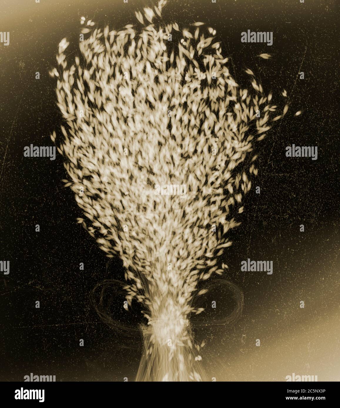 False oats hi-res stock photography and images - Alamy