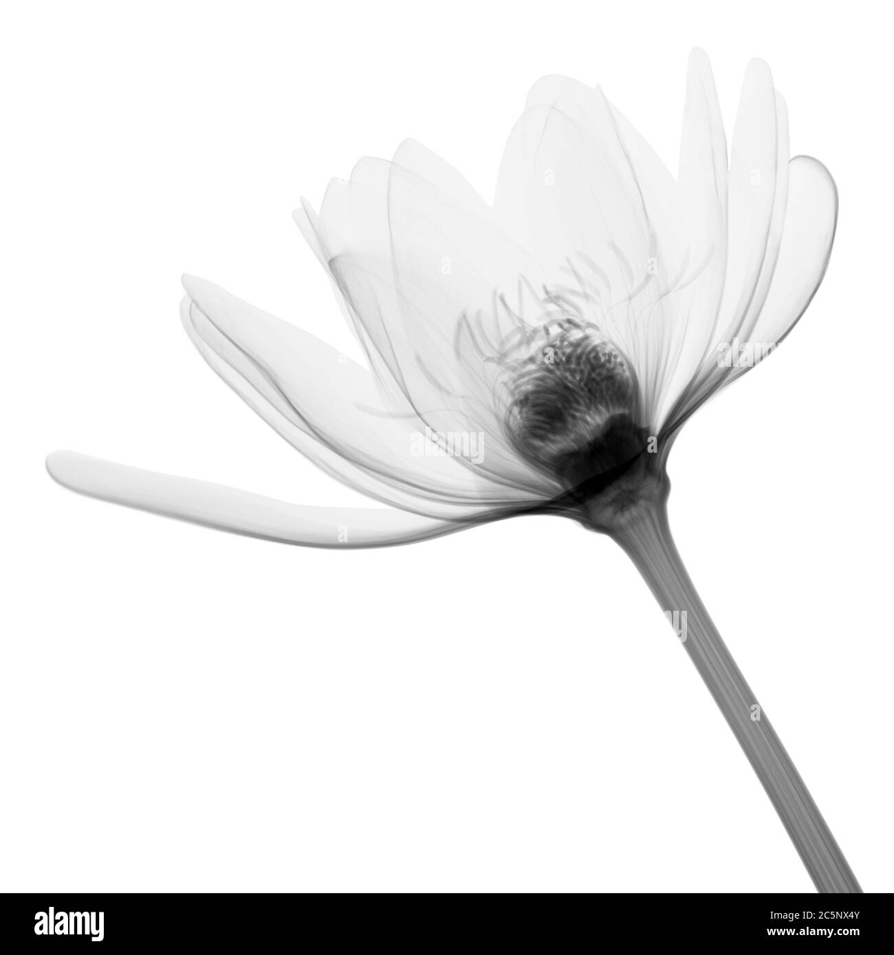 Lily he hi-res stock photography and images - Alamy