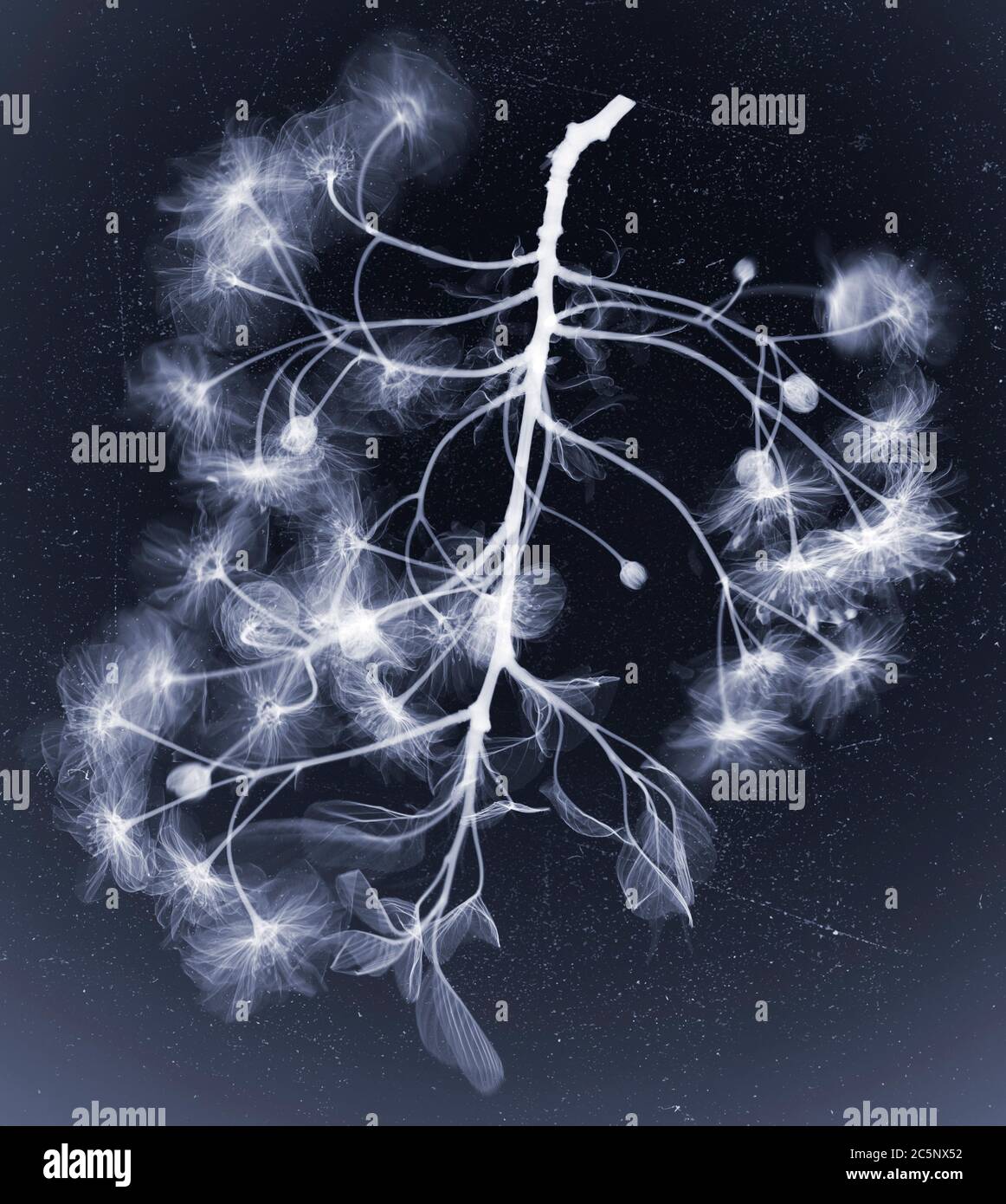 Cherry blossom, coloured X-ray Stock Photo - Alamy