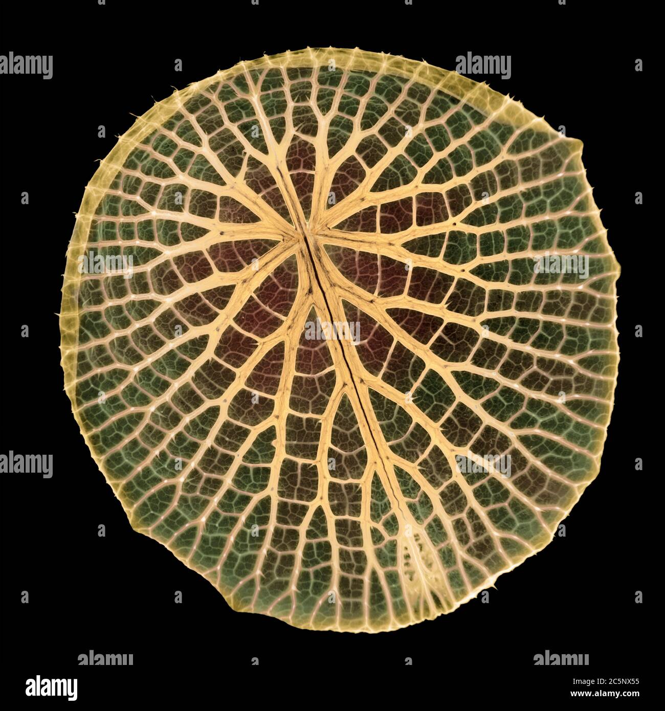 Water lily leaf, coloured X-ray Stock Photo - Alamy