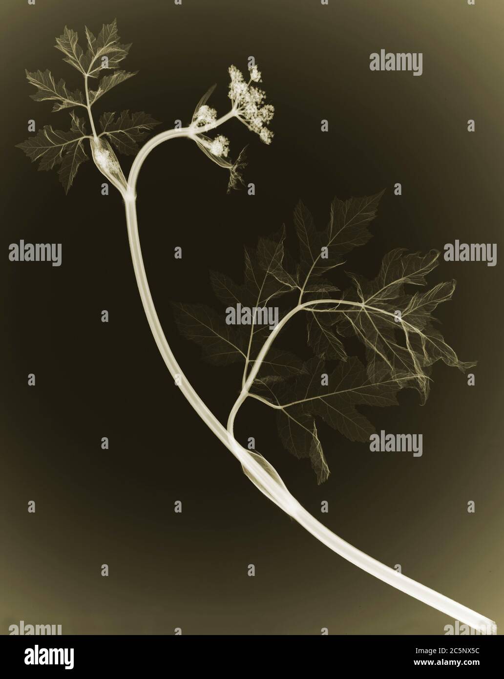 Plant, coloured X-ray Stock Photo - Alamy
