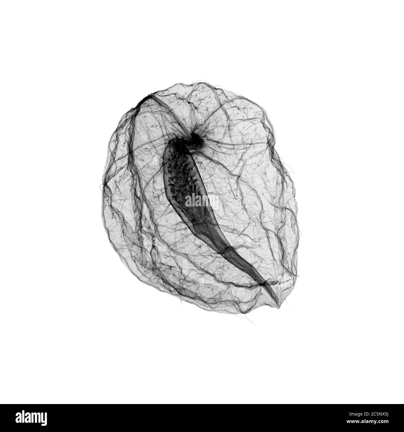 Boll and Cut Out Stock Images & Pictures - Alamy