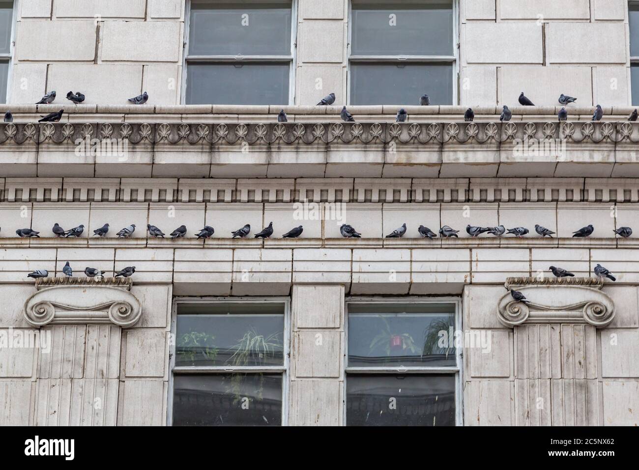 Pigeons resting on a ledge on the outside of a city building Stock ...