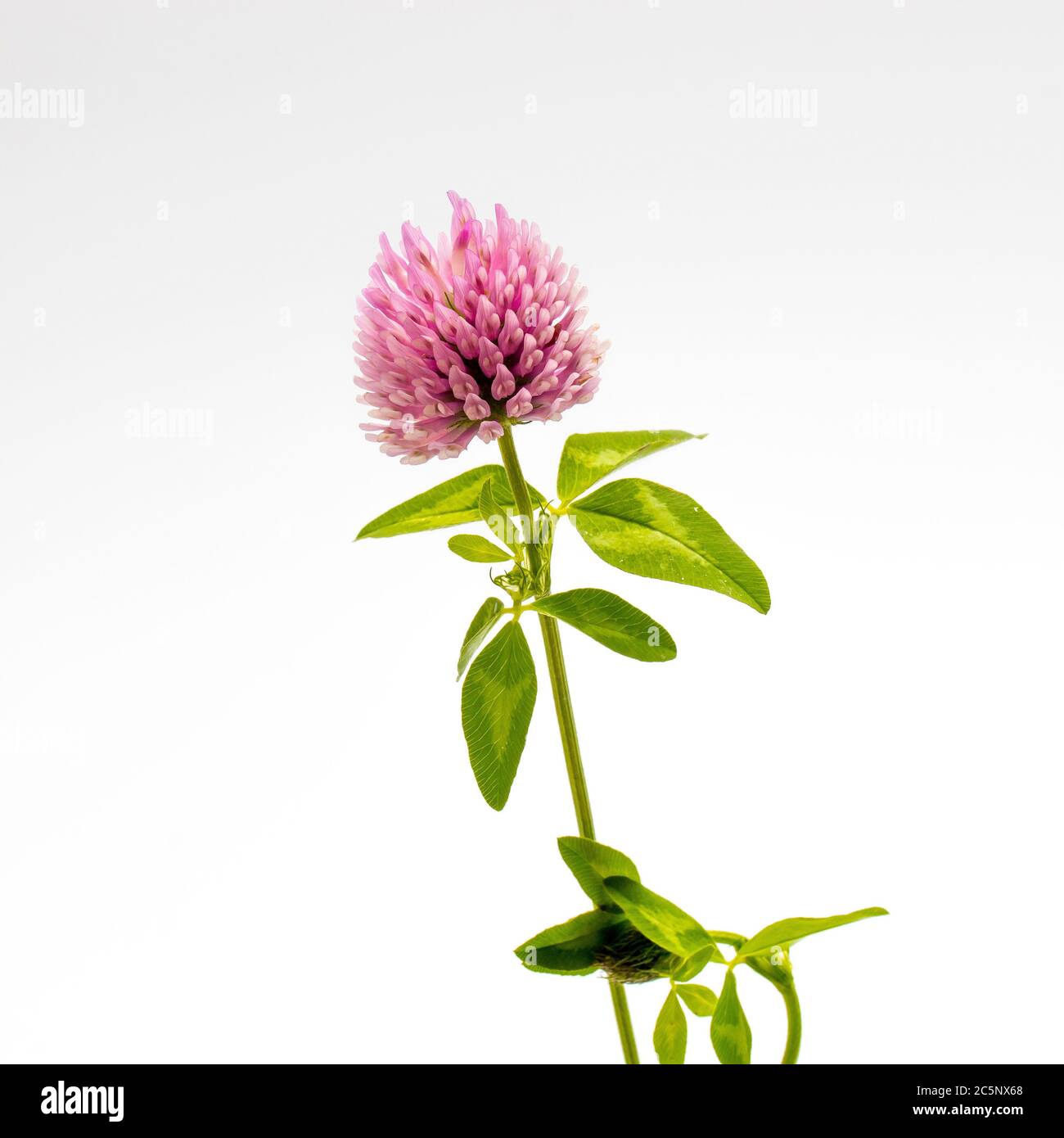 flower of a red clover clover with leaves and a stem close-up isolated ...