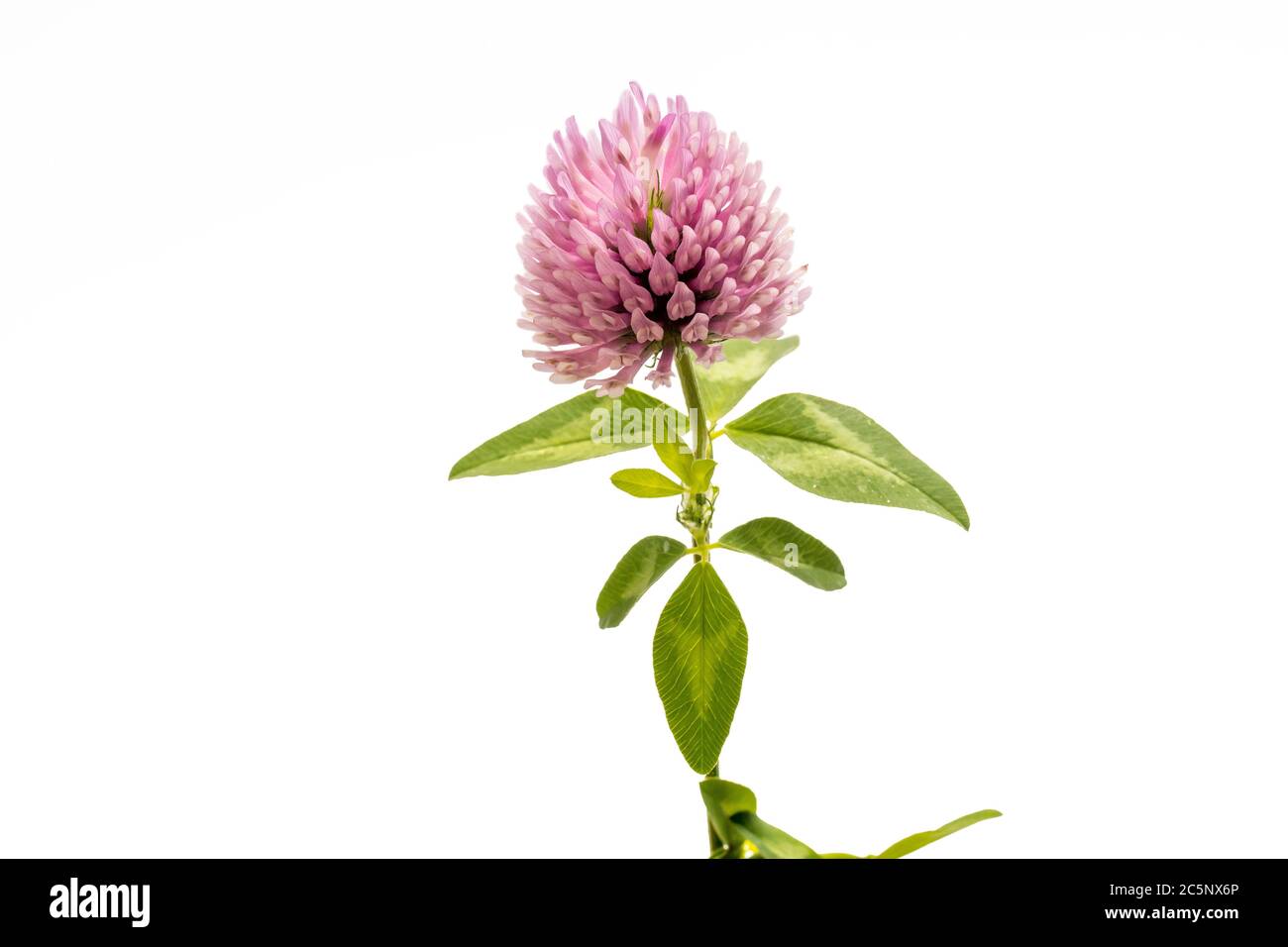 flower of a red clover clover with leaves and a stem close-up isolated ...