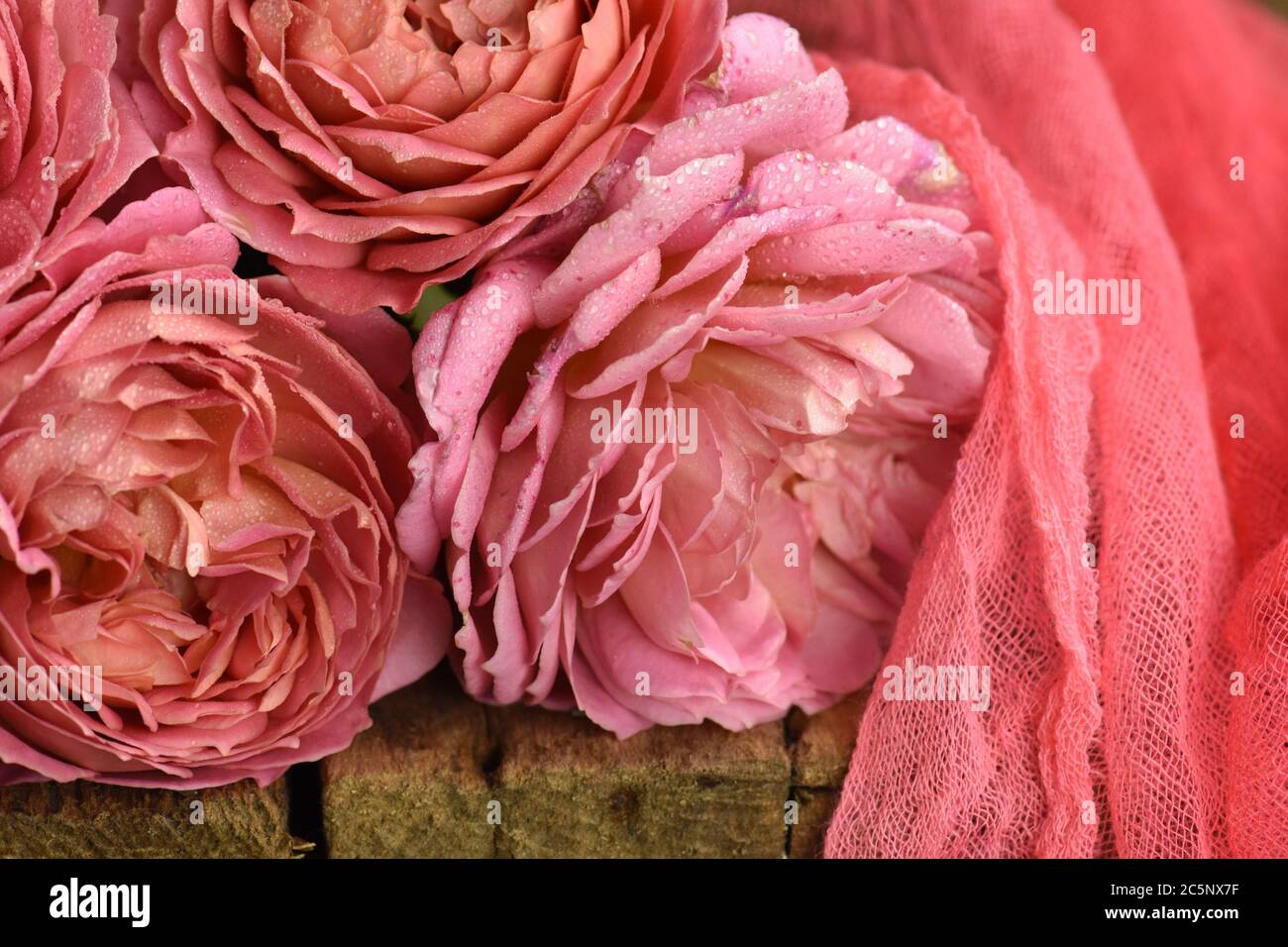 English pink rose. Delightful flower on the bed Stock Photo - Alamy