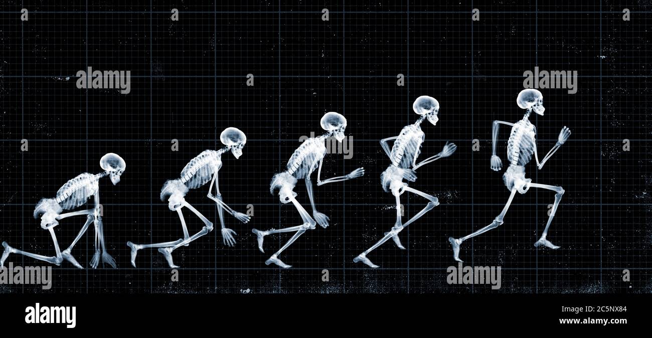 Human skeletons anatomy hi-res stock photography and images - Alamy