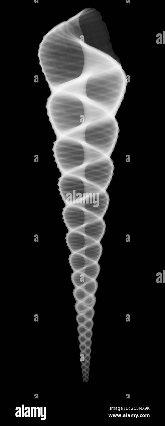 Turritella Communis High Resolution Stock Photography and Images - Alamy