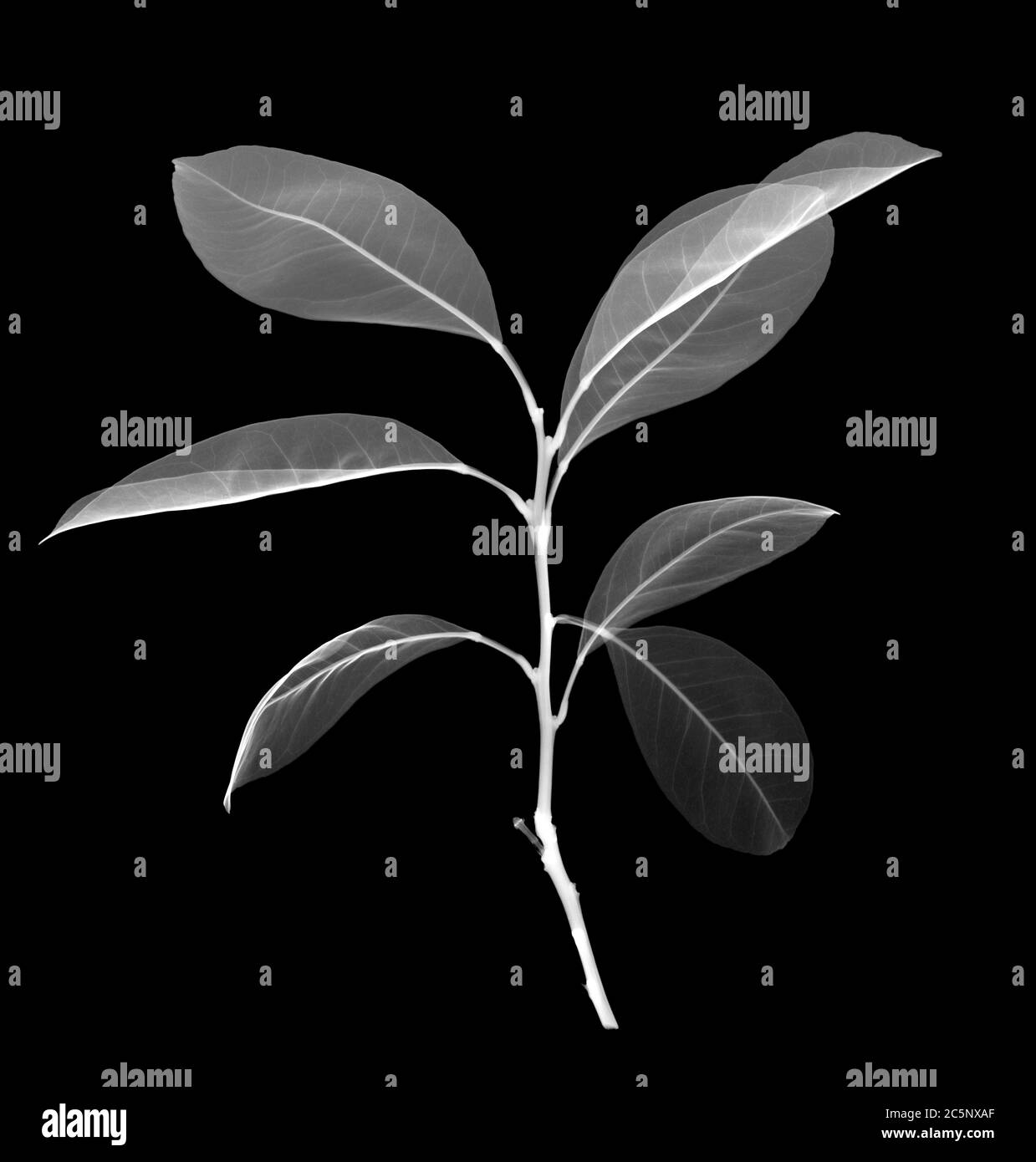 Sweetbay magnolia (Magnolia virginiana) leaf, X-ray Stock Photo - Alamy