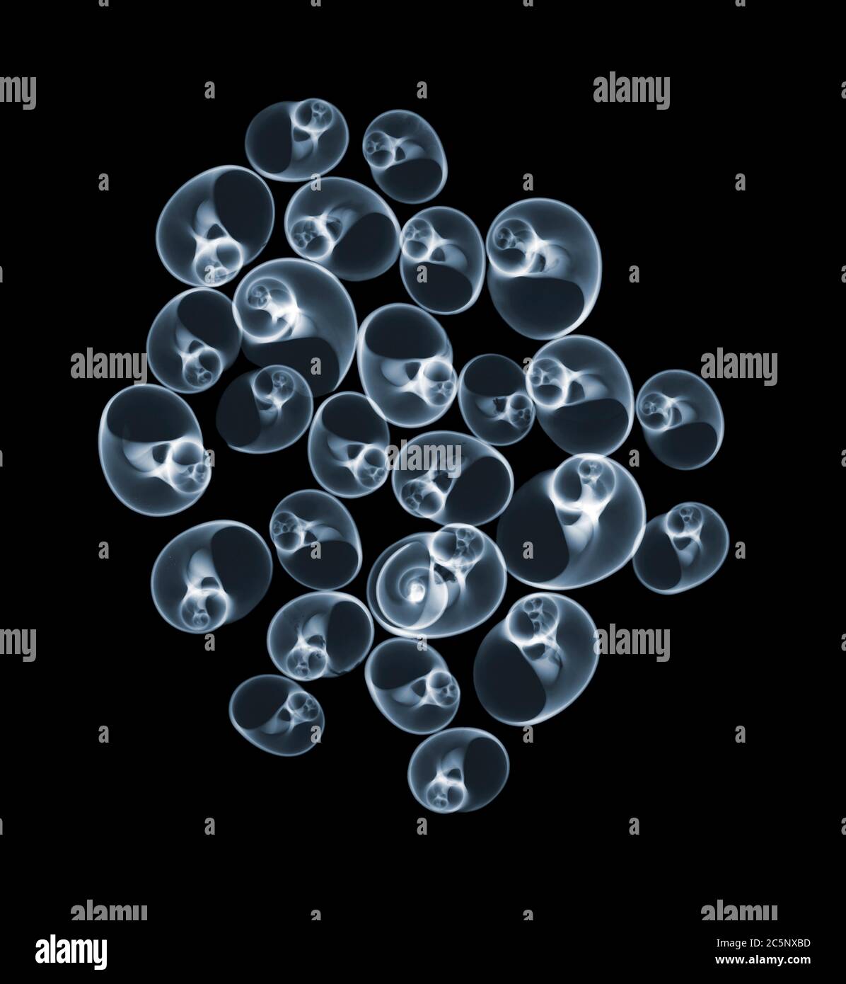 Lineata moon shells, coloured X-ray Stock Photo - Alamy