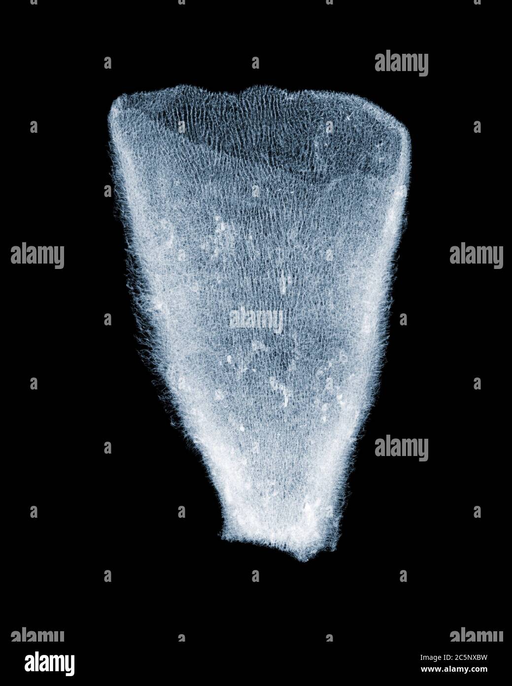 Grantia hi-res stock photography and images - Alamy